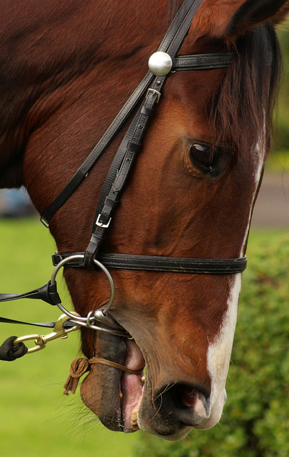 Bits - Horse Racing Kills